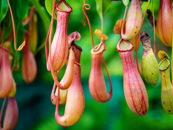 Cây nắp ấm chữa phù thũng toàn thân