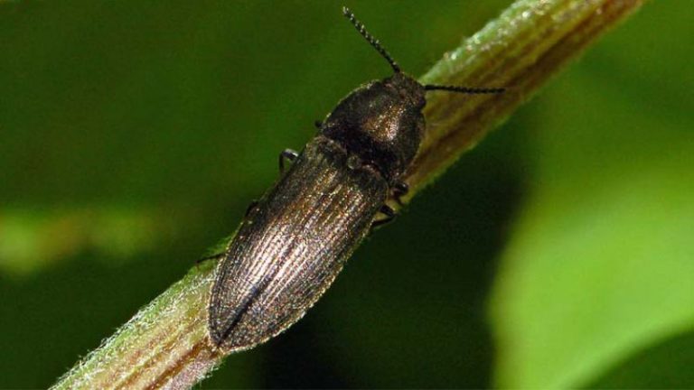 Con bổ củi có tác dụng gì? Cách ngâm rượu con bổ củi